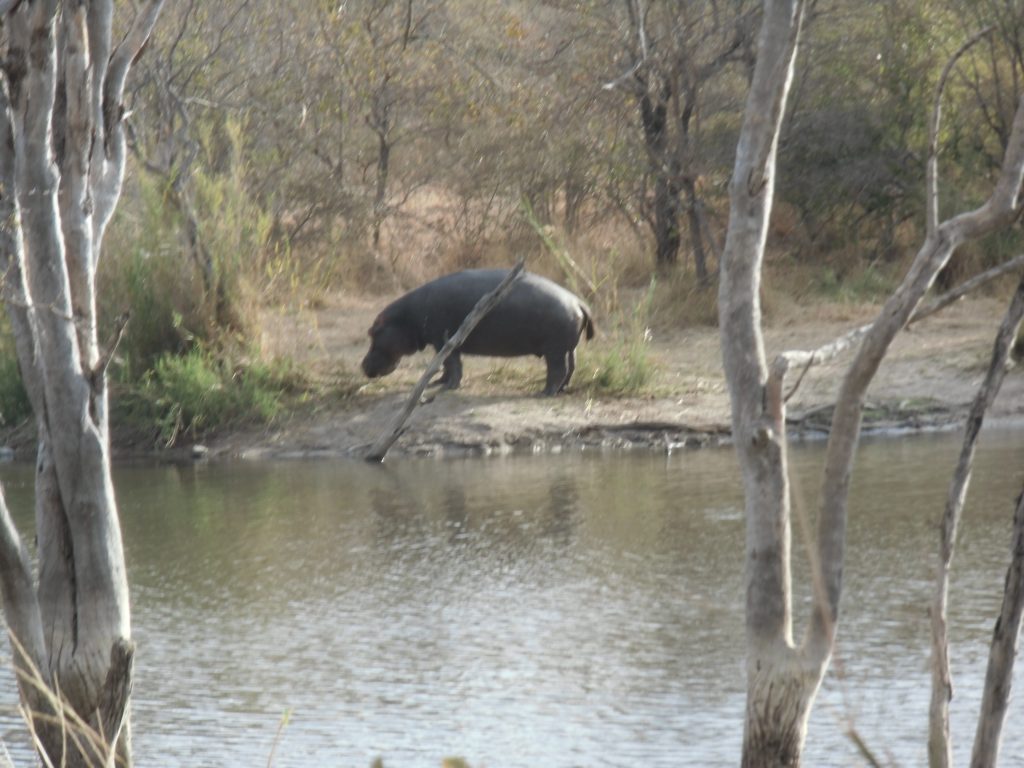 A "Dead" Hippo - Inspire Wilderness