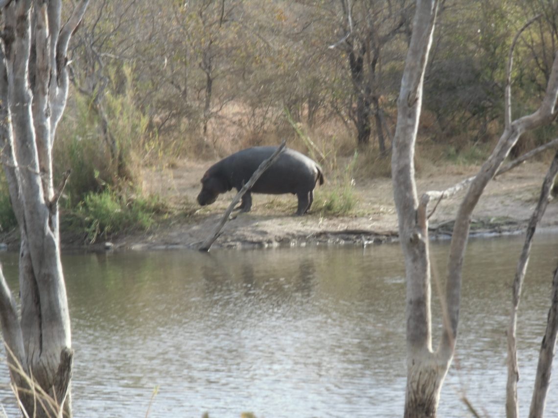 A "Dead" Hippo - Inspire Wilderness