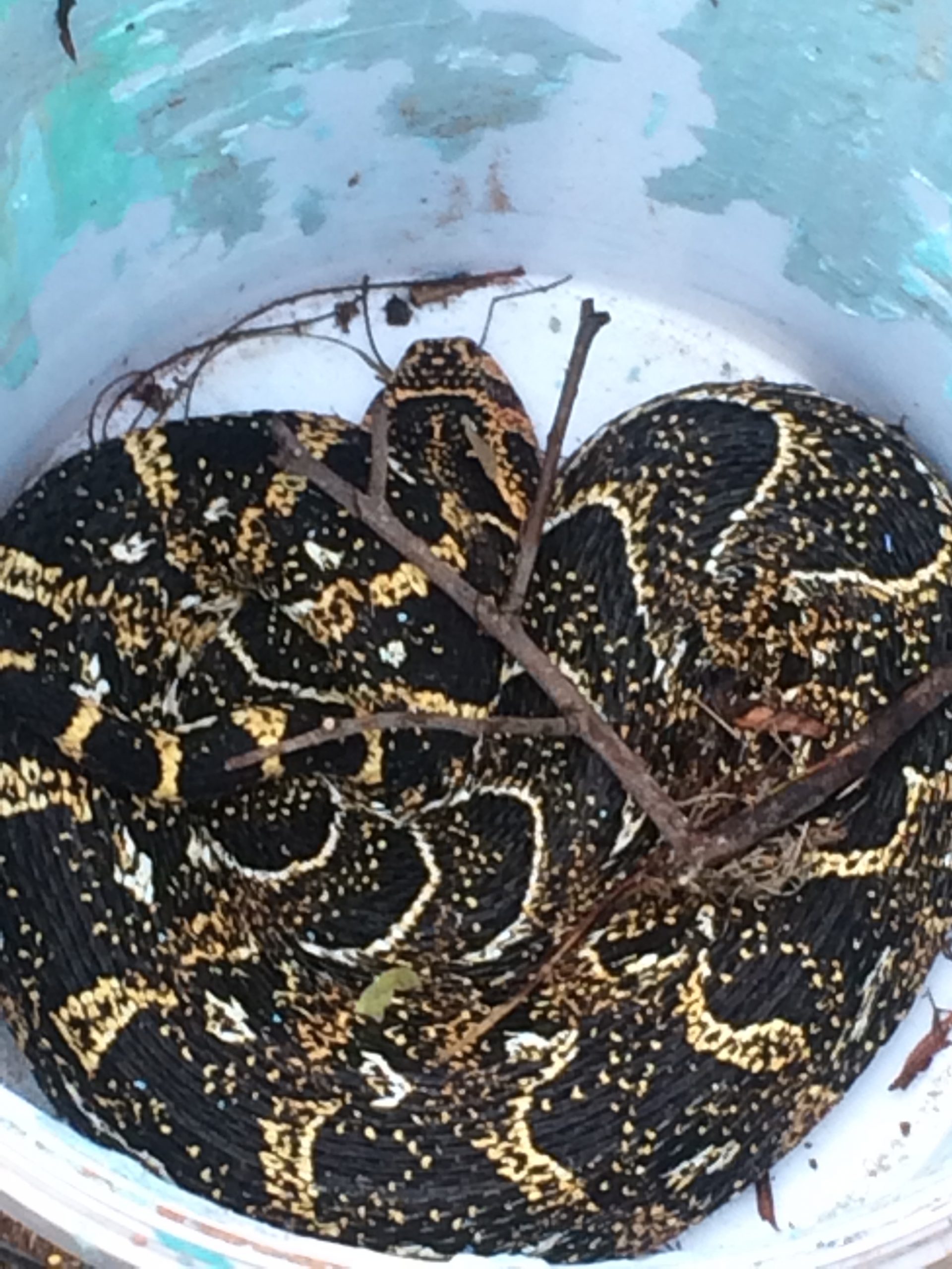 Pine Trees, Fences and Puff Adders - Inspire Wilderness