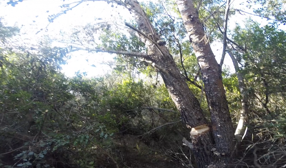 Pine Trees, Fences and Puff Adders - Inspire Wilderness